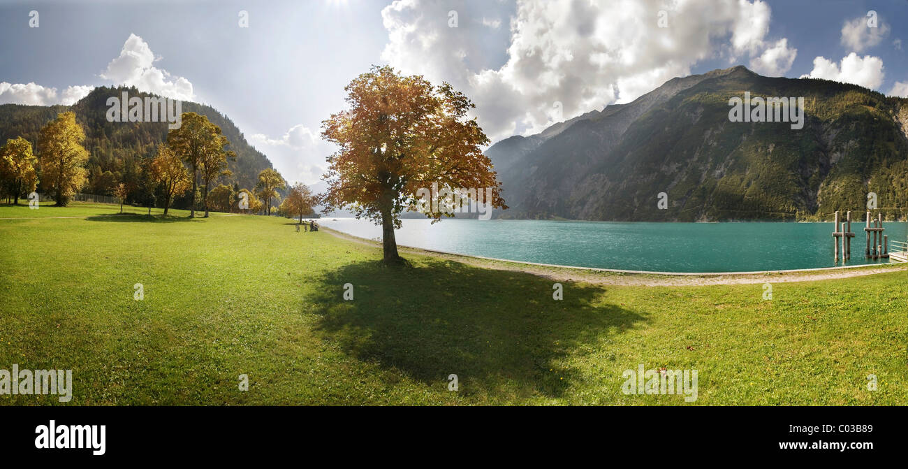 Great maple tree hi-res stock photography and images - Alamy