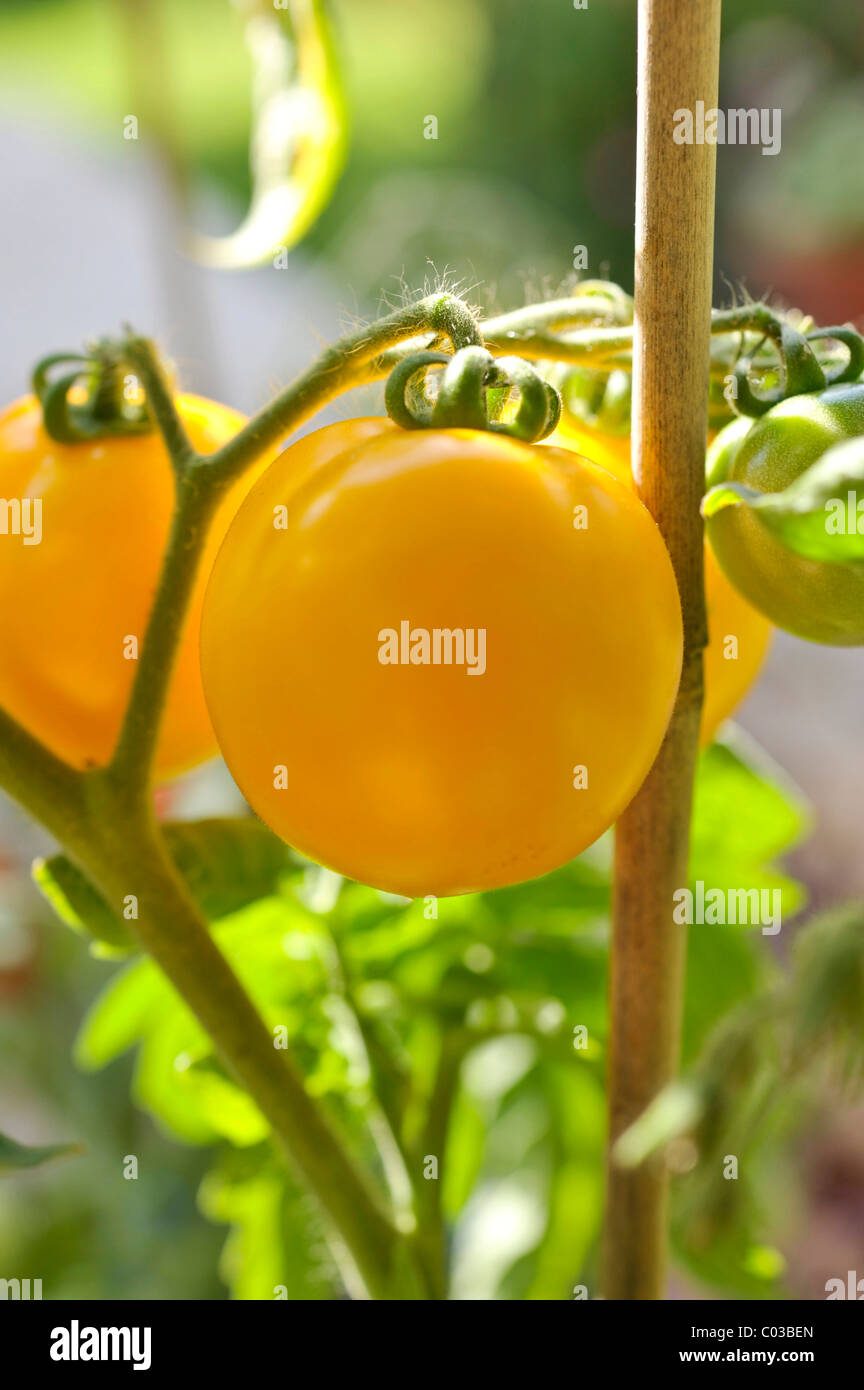 Yellow Bush Tomatoes (Lycopersicon esculentum), Delicia, Jana Dulcia ...