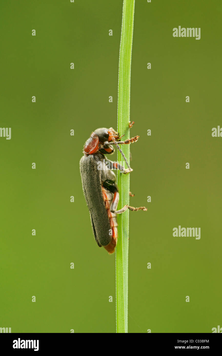 Soldier Beetle (Cantharis fusca Stock Photo - Alamy