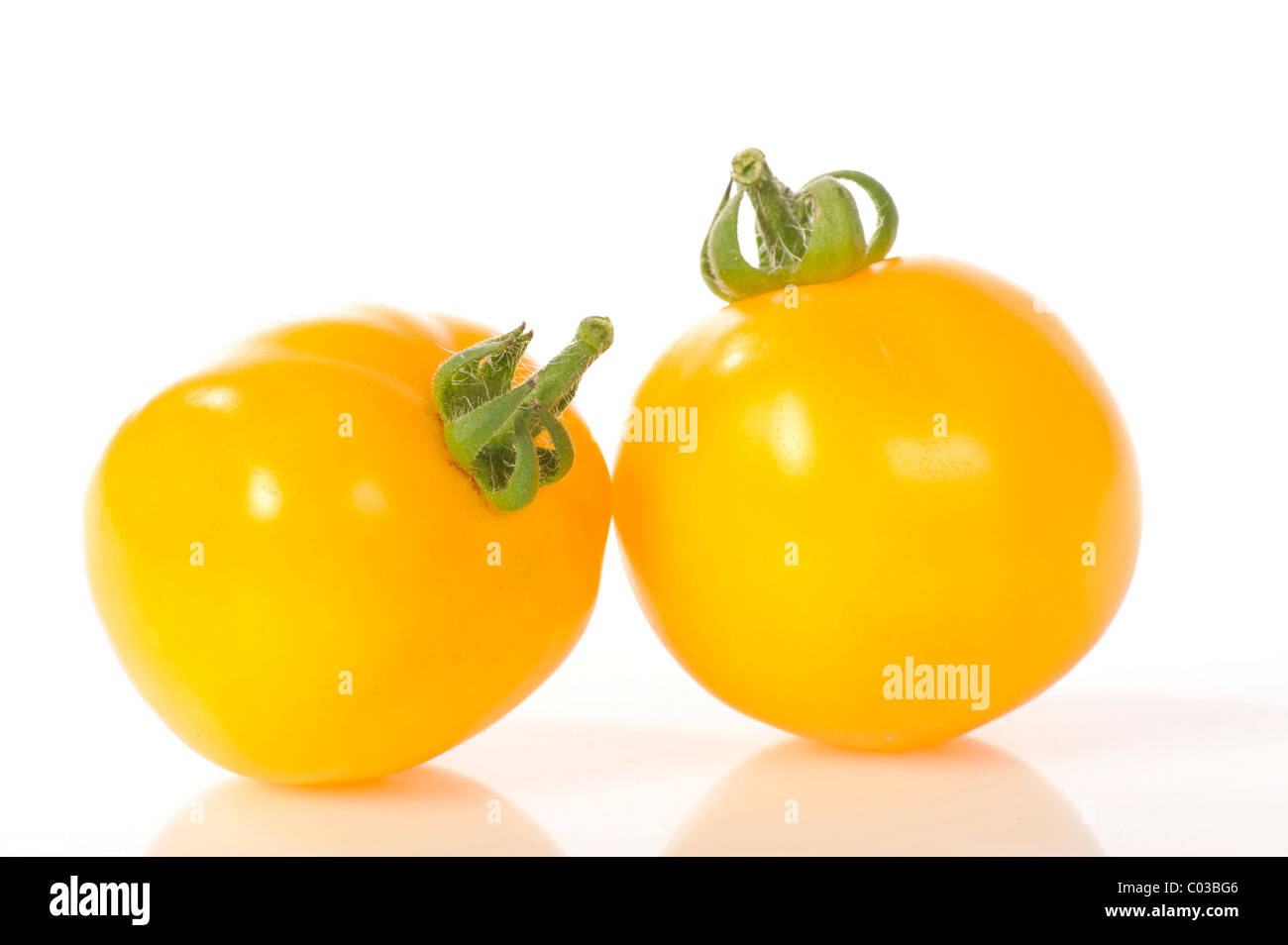 Yellow Bush Tomatoes (Lycopersicon esculentum), Delicia, Jana Dulcia ...