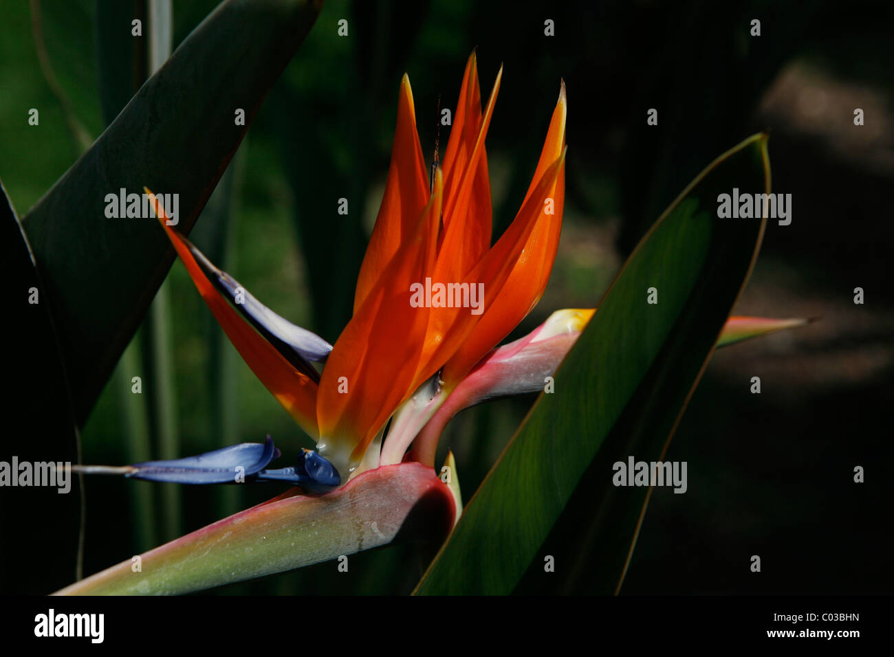 Strelitziaceae flowers hi-res stock photography and images - Alamy