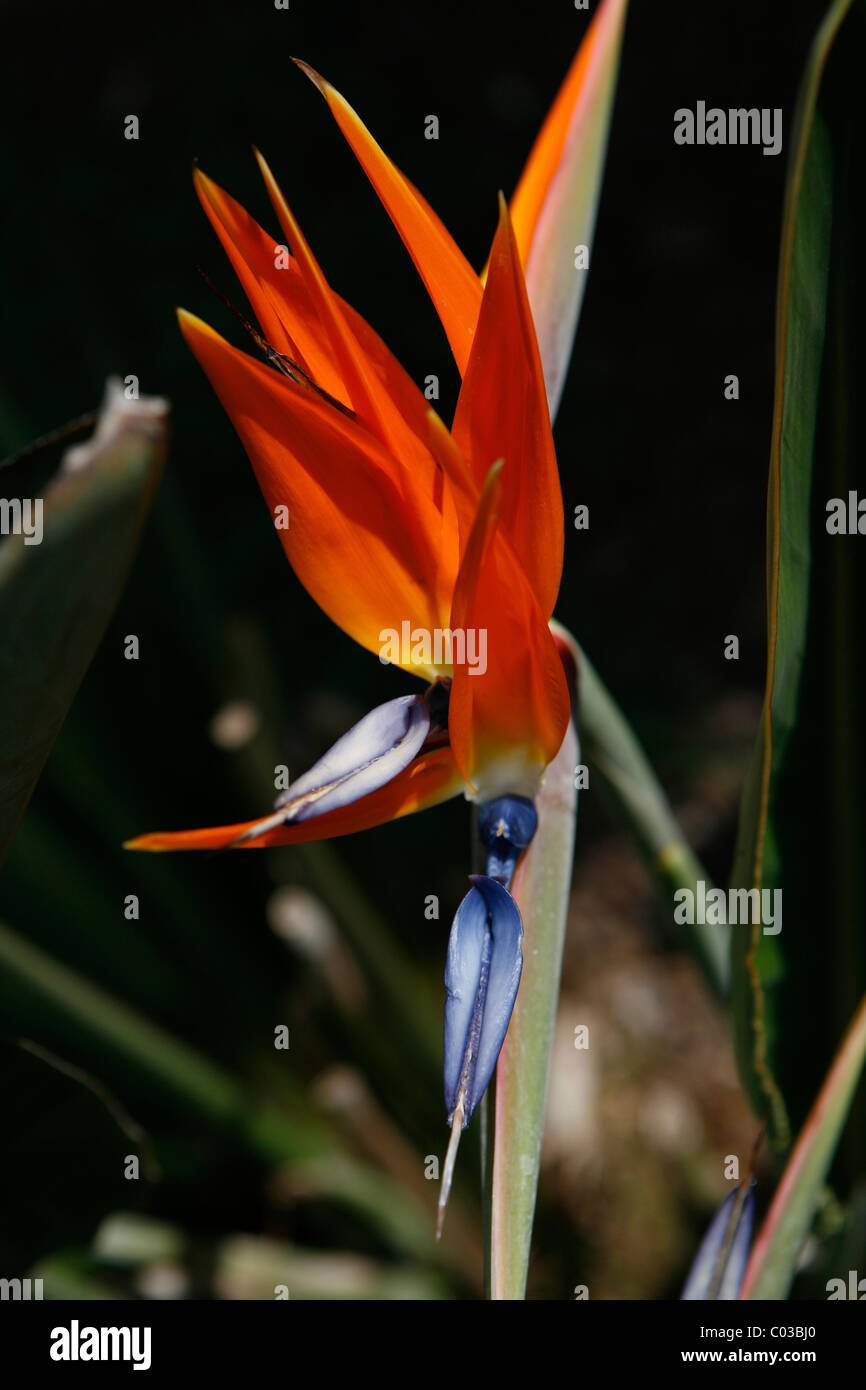 Strelitziaceae hi-res stock photography and images - Alamy