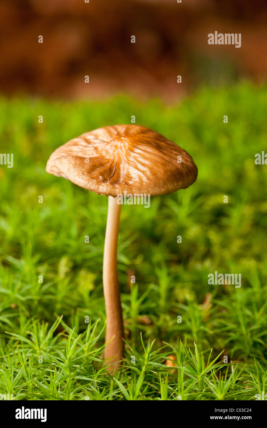 Bleeding fairy helmet mushroom (Mycena haematopus Stock Photo - Alamy
