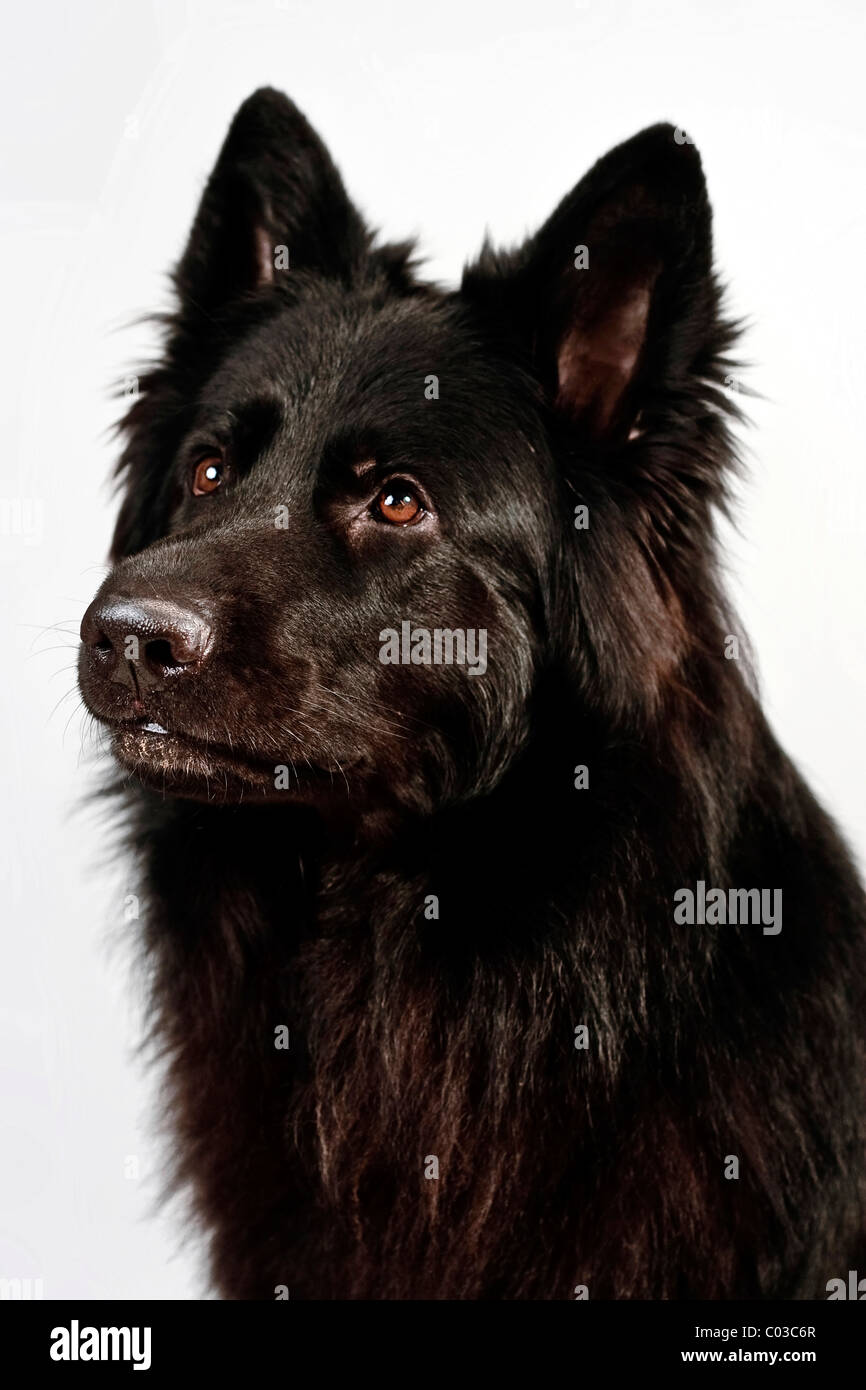 Old German Shepherd dog, portrait Stock Photo - Alamy