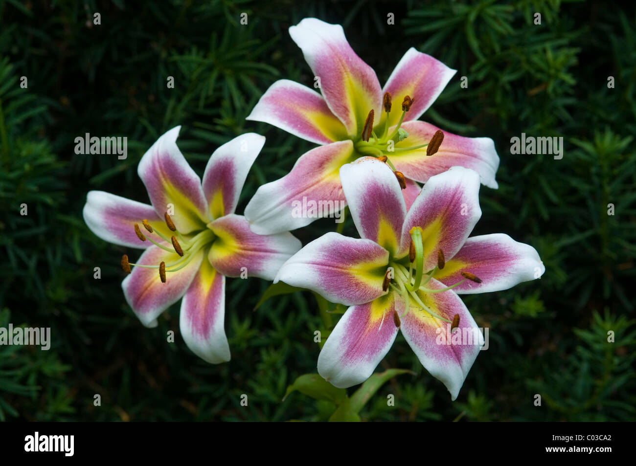 Lilium oriental hi-res stock photography and images - Alamy