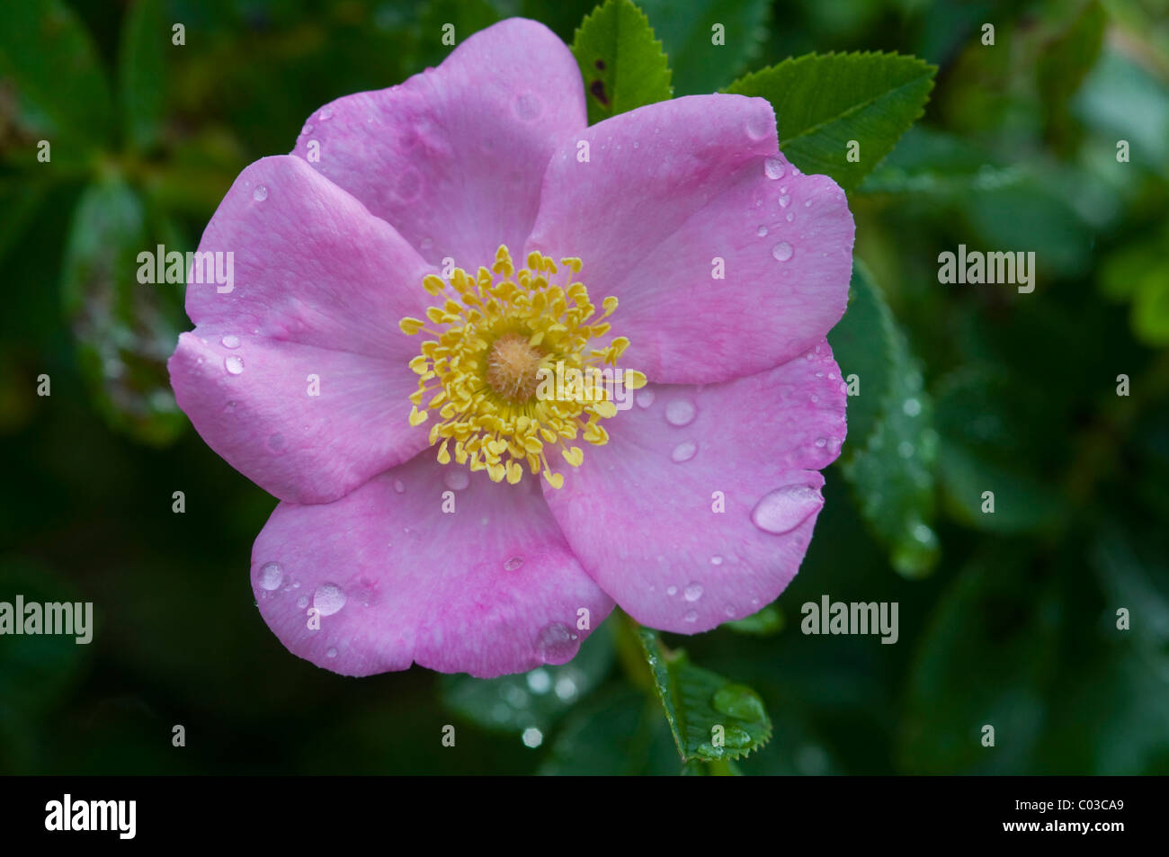 Dog rose (Rosa canina Stock Photo - Alamy
