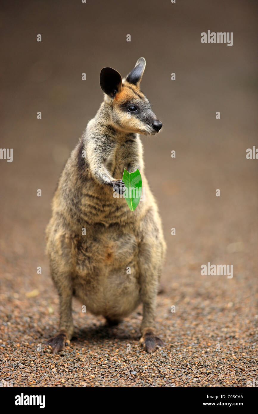 Pretty-faced Wallaby or Whiptail Wallaby (Macropus parryi), adult ...