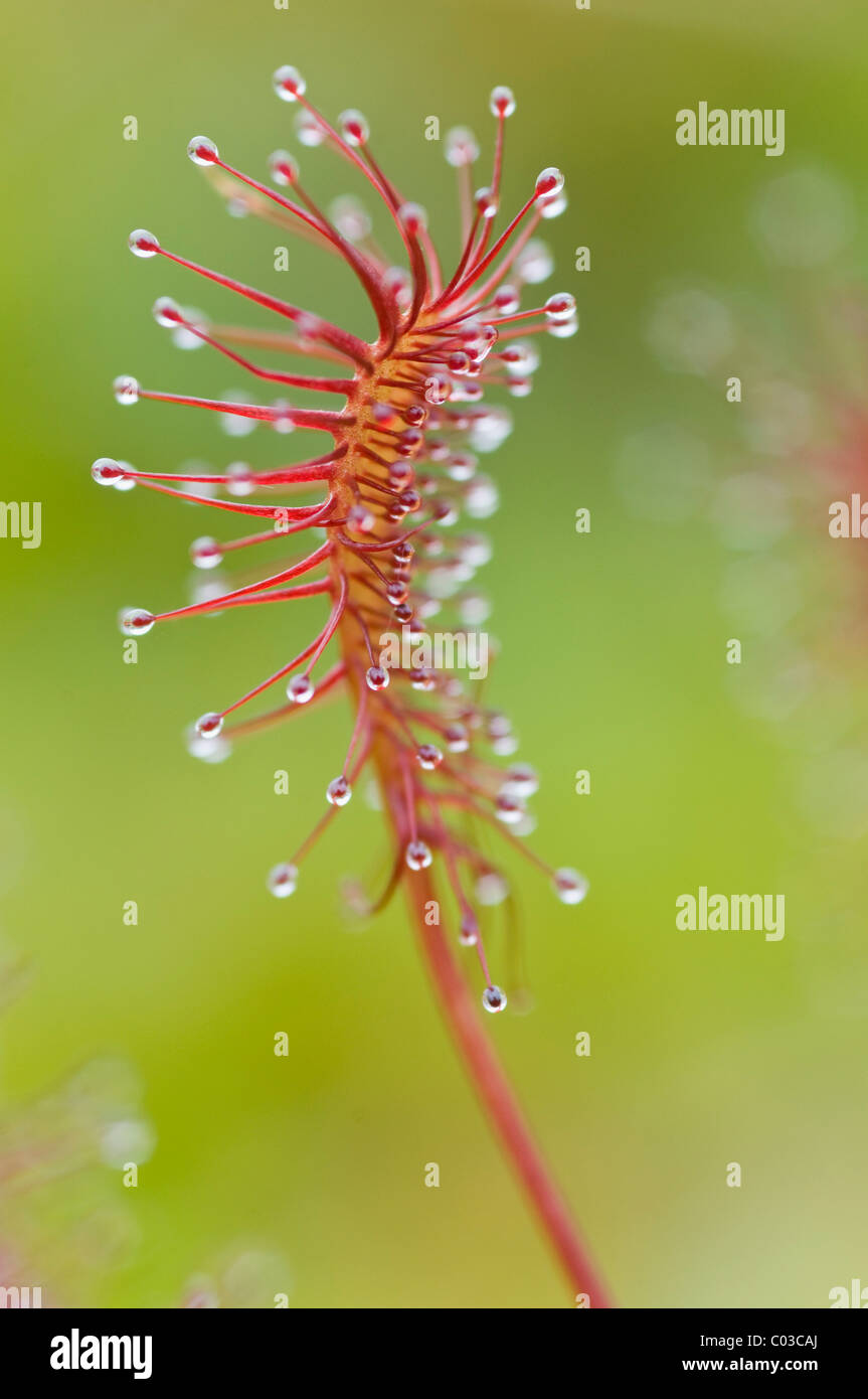 Spoonleaf hi-res stock photography and images - Alamy