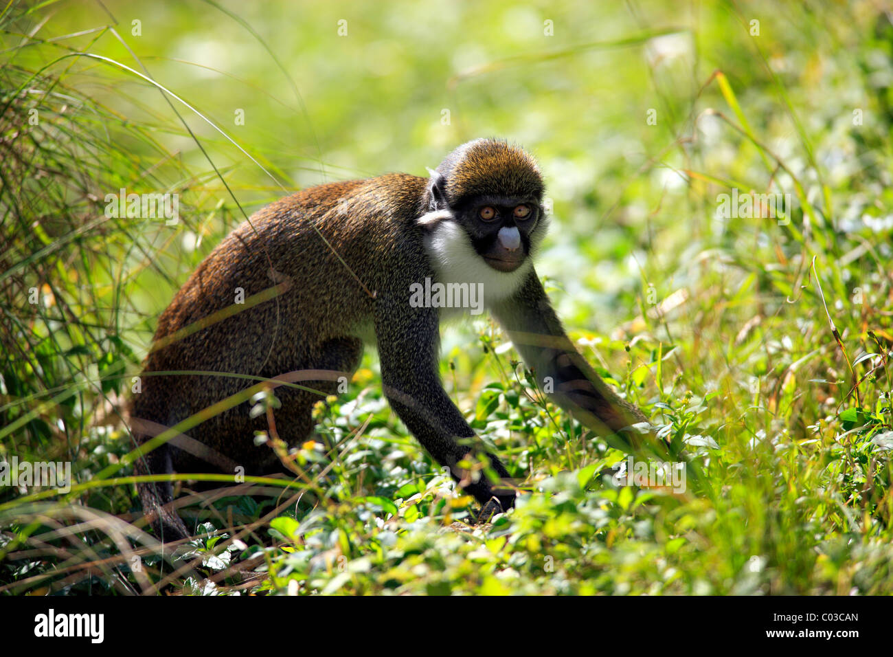 Spot nosed monkey hi-res stock photography and images - Alamy