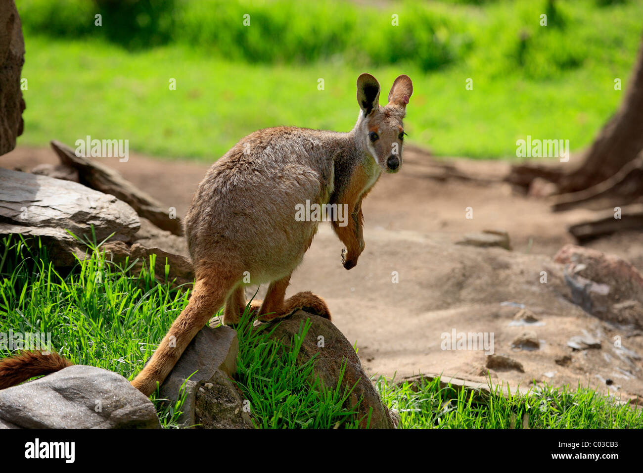 Yellow-footed Rock-wallaby (Petrogale xanthopus), adult on a rock ...