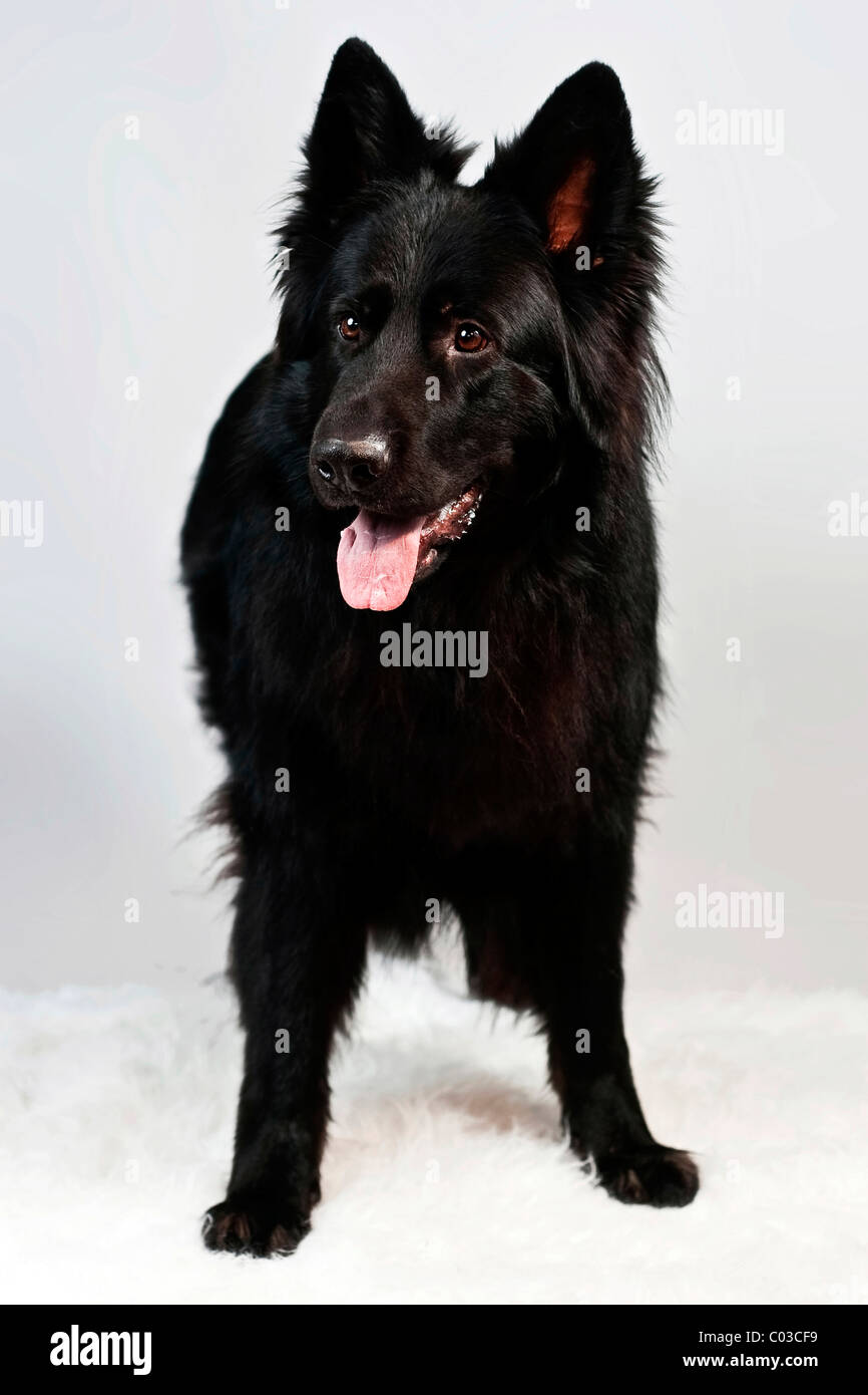 Old German Shepherd dog Stock Photo - Alamy