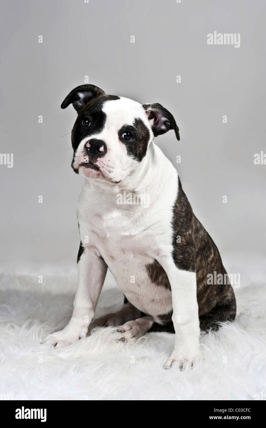 White American Bulldog Sitting High Resolution Stock Photography and ...