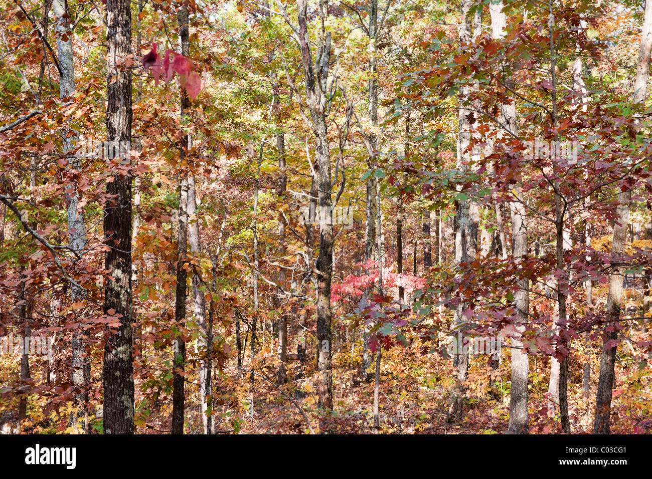Fall colours colors trees hi-res stock photography and images - Alamy