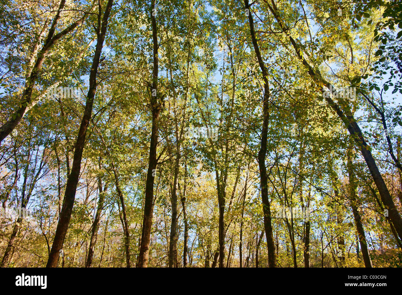 in the trees of the forest in early autumn Stock Photo - Alamy