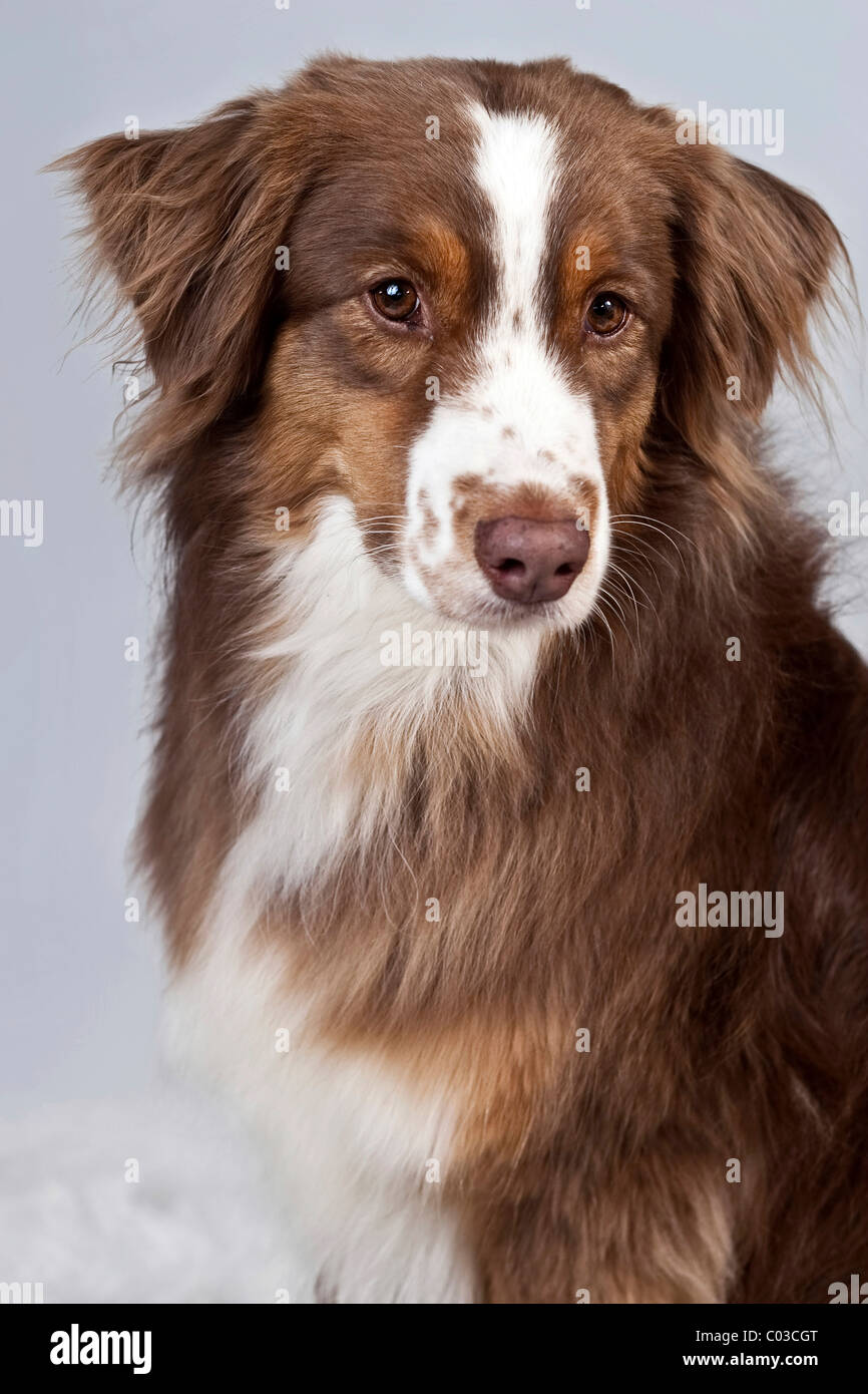 Mini Pastore Australiano Rosso