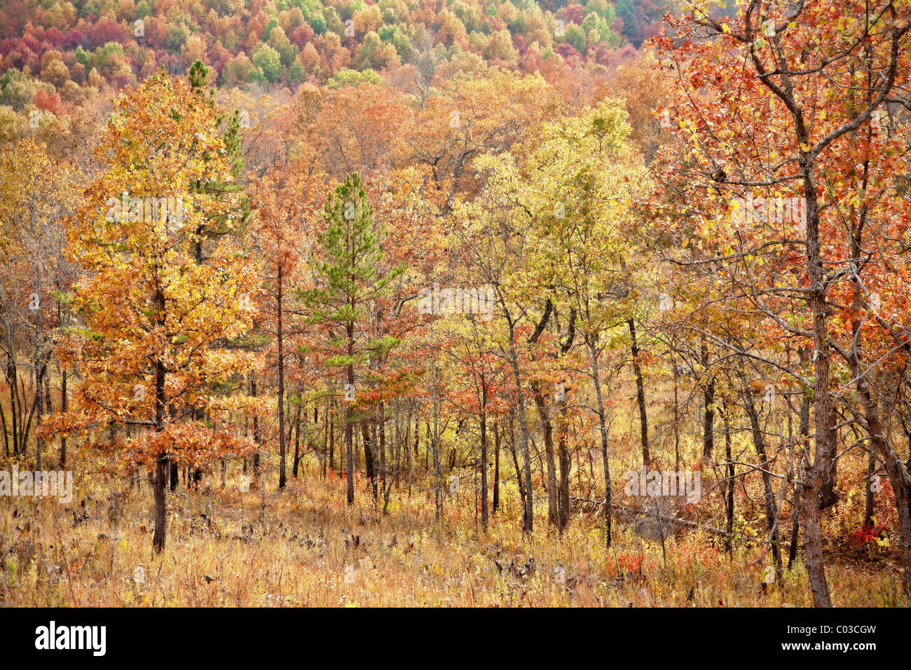 Colourful autumn leaves trees hi-res stock photography and images - Alamy