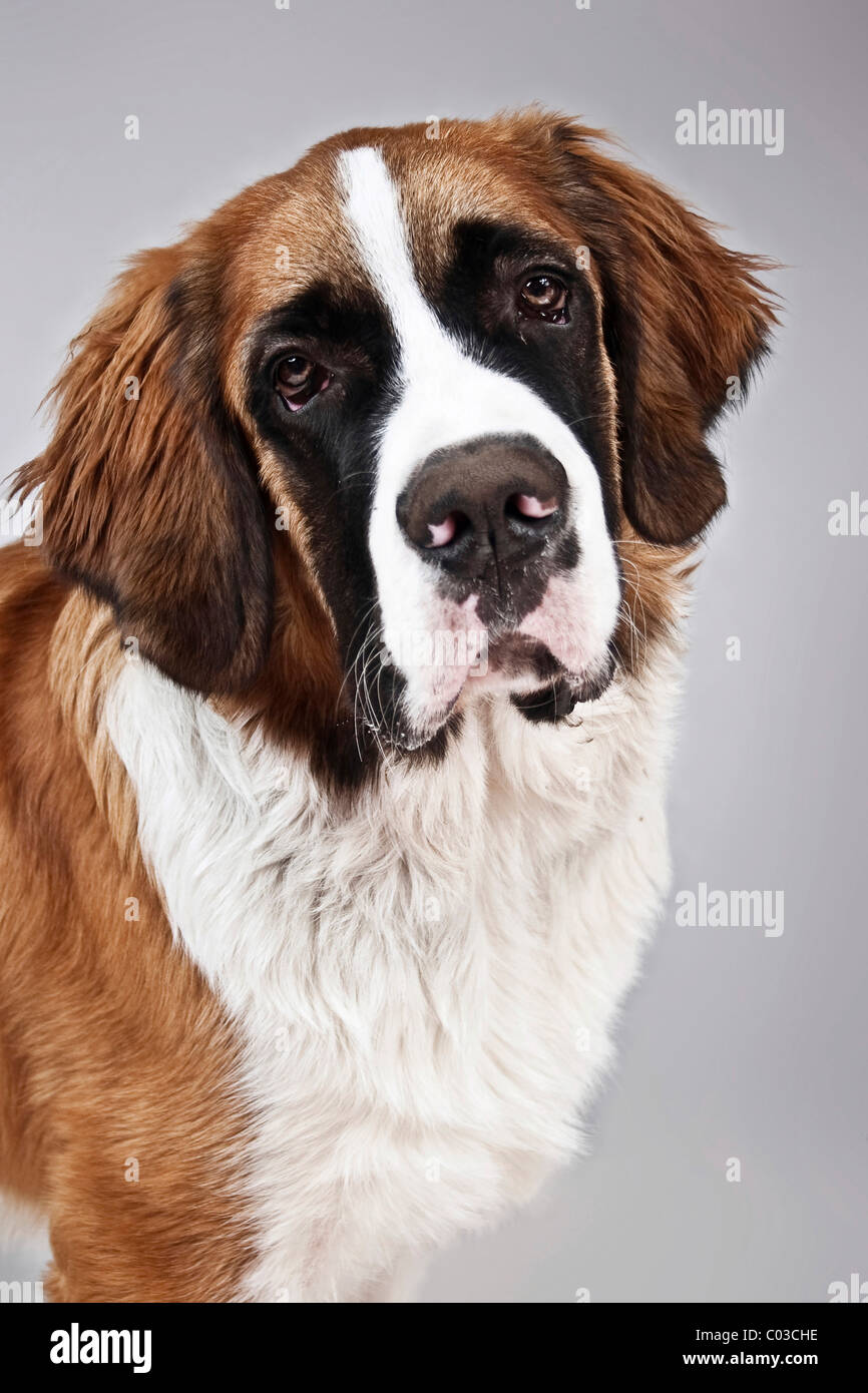 Saint bernards dog hi-res stock photography and images - Alamy