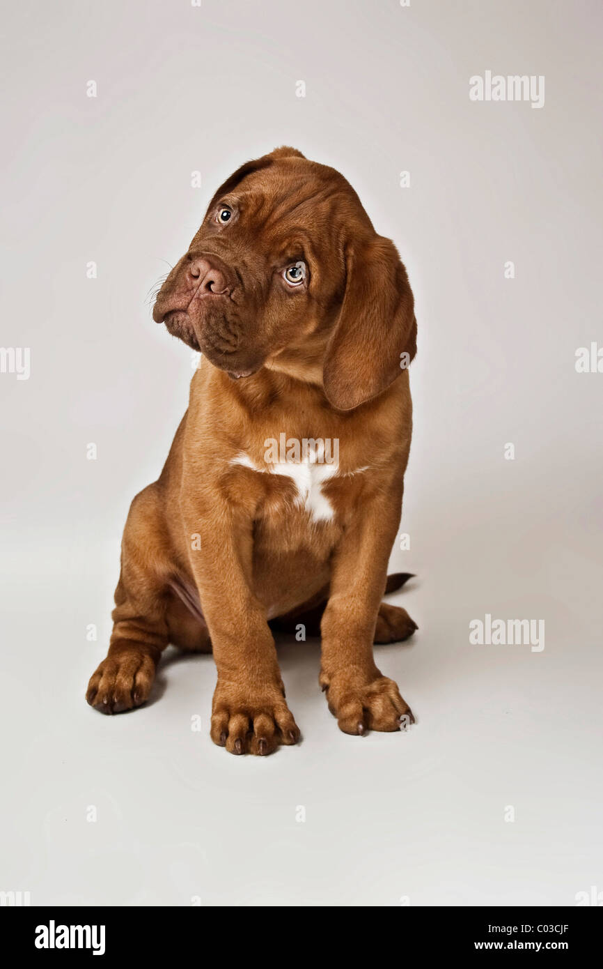 Sitting Bordeaux Mastiff or French Mastiff puppy turning head Stock ...