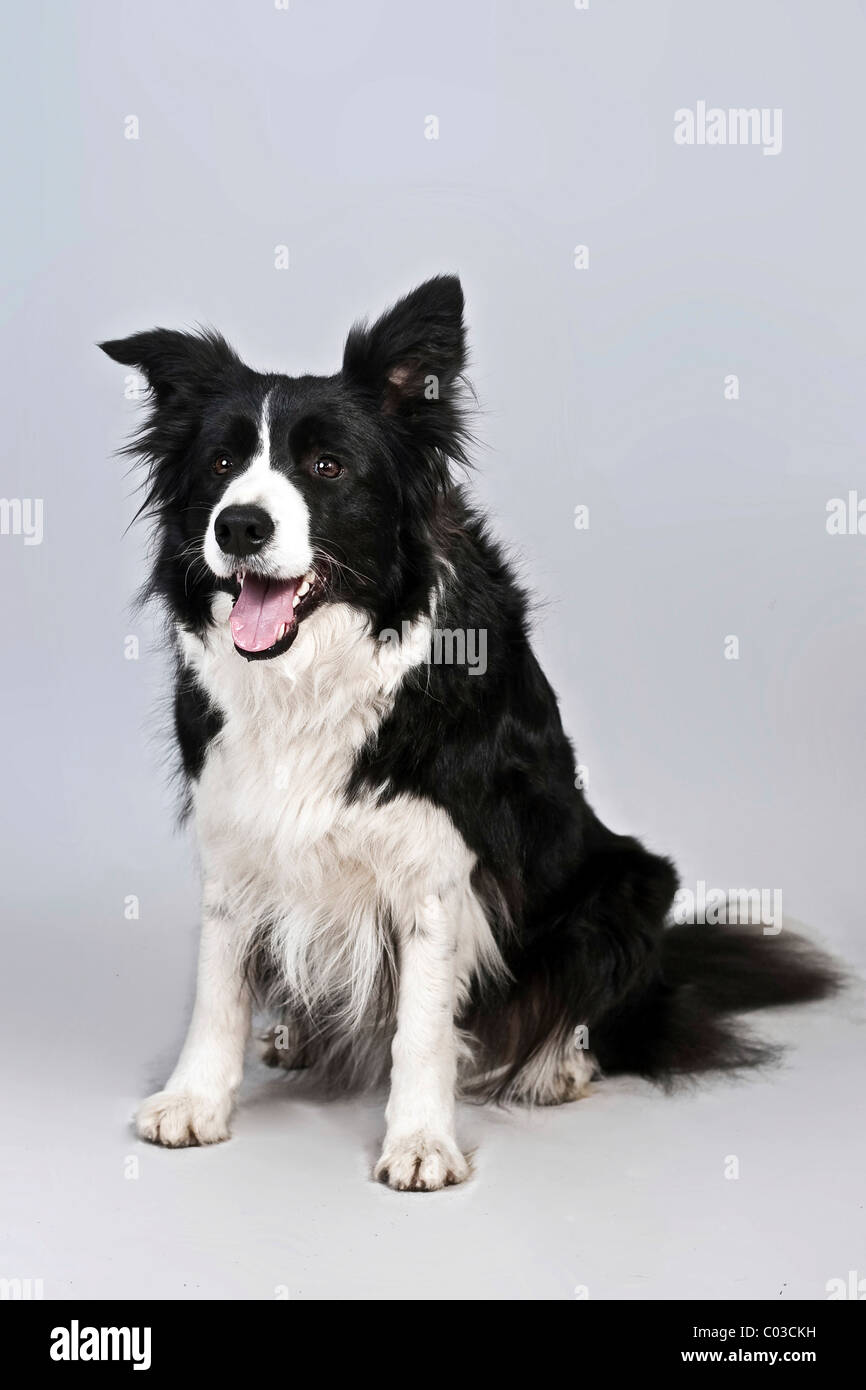 Sitting Border Collie Stock Photo - Alamy