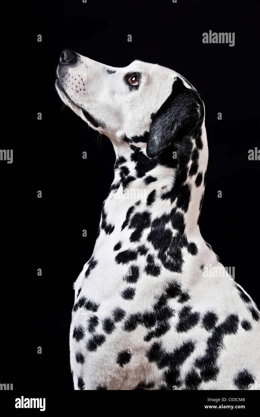 Portrait dog dalmatian side view hi-res stock photography and images ...