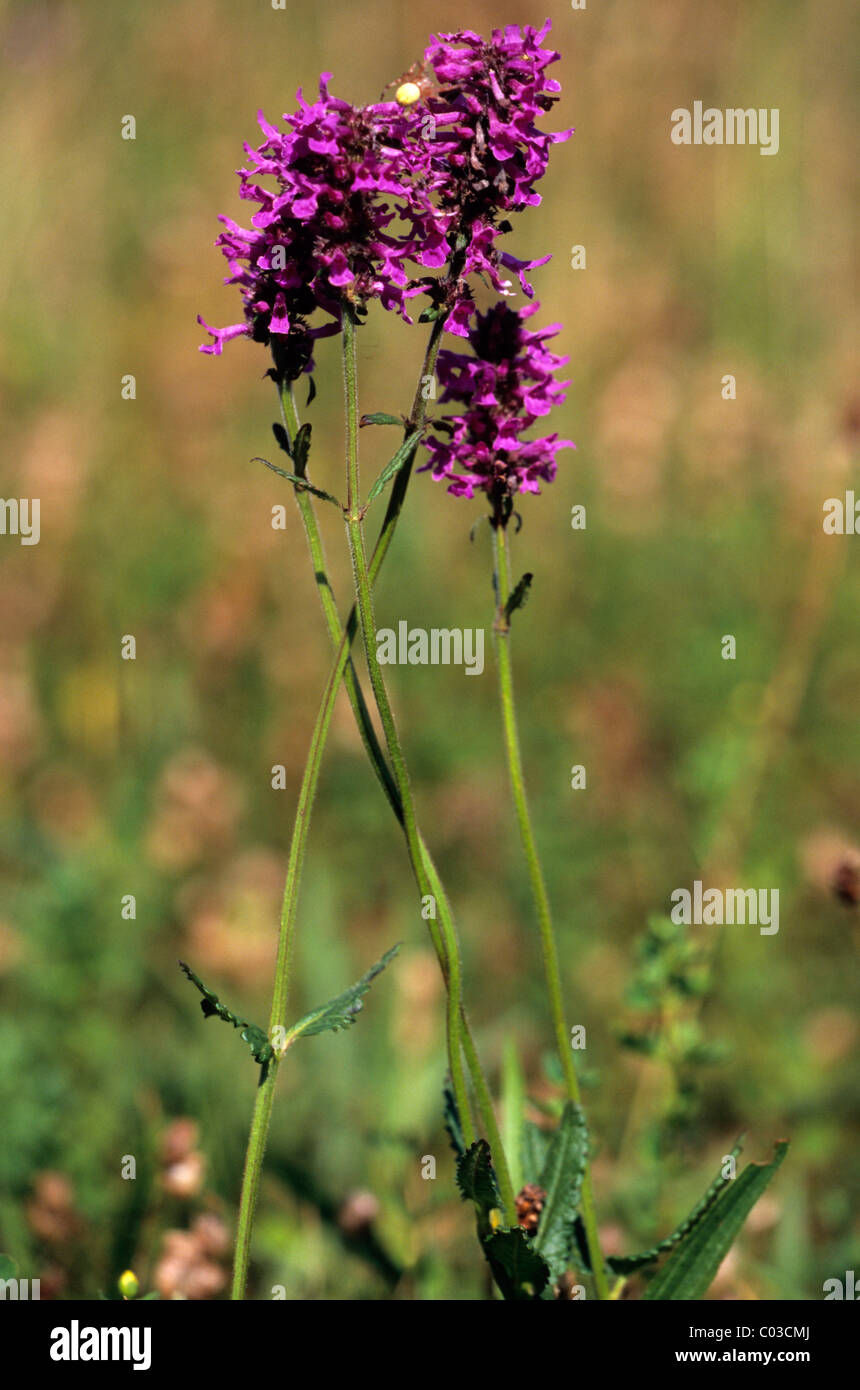 Purple Betony or Bishop's Wort (Stachys officinalis Stock Photo - Alamy
