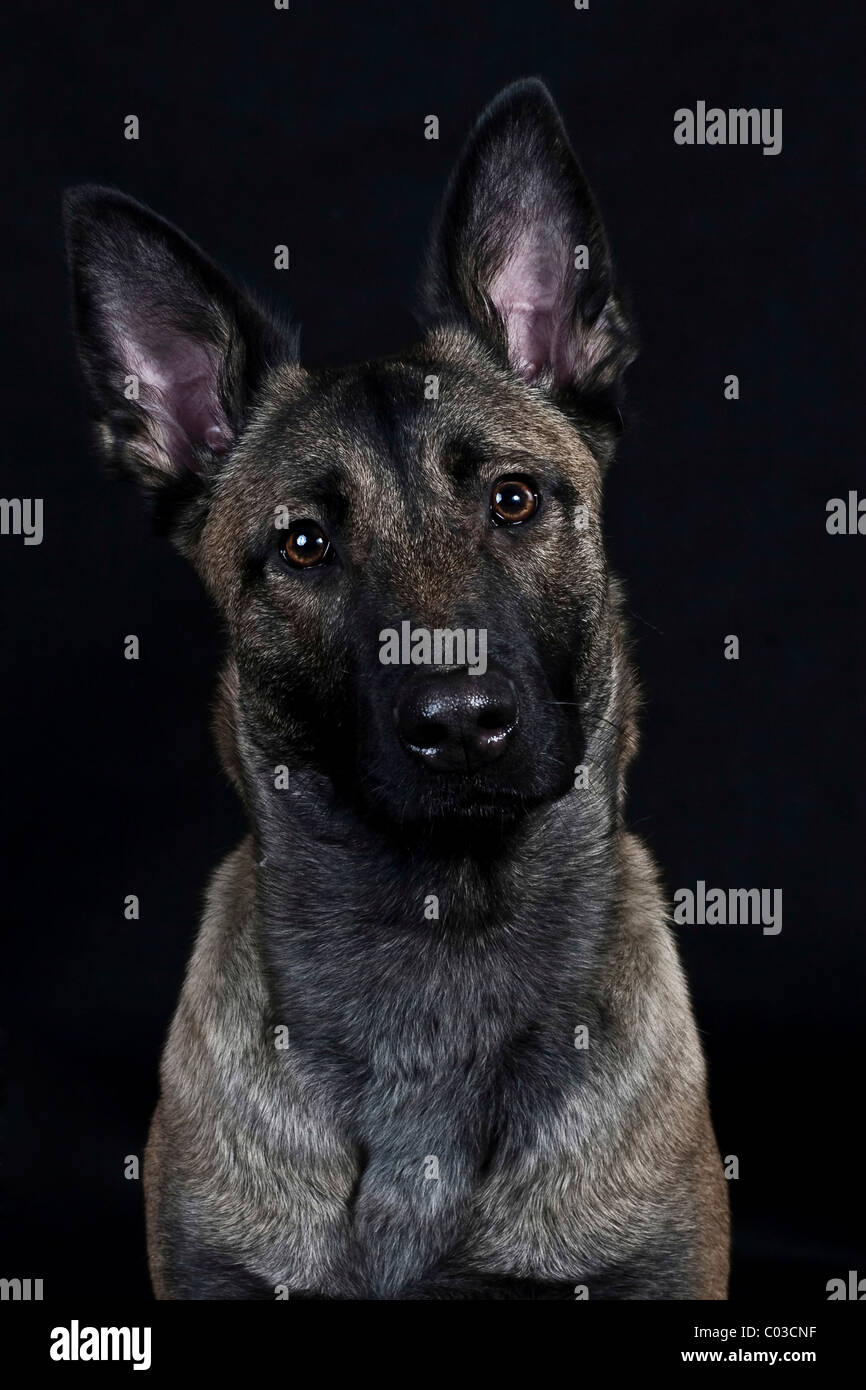 Dutch Shepherd Dog, portrait Stock Photo - Alamy