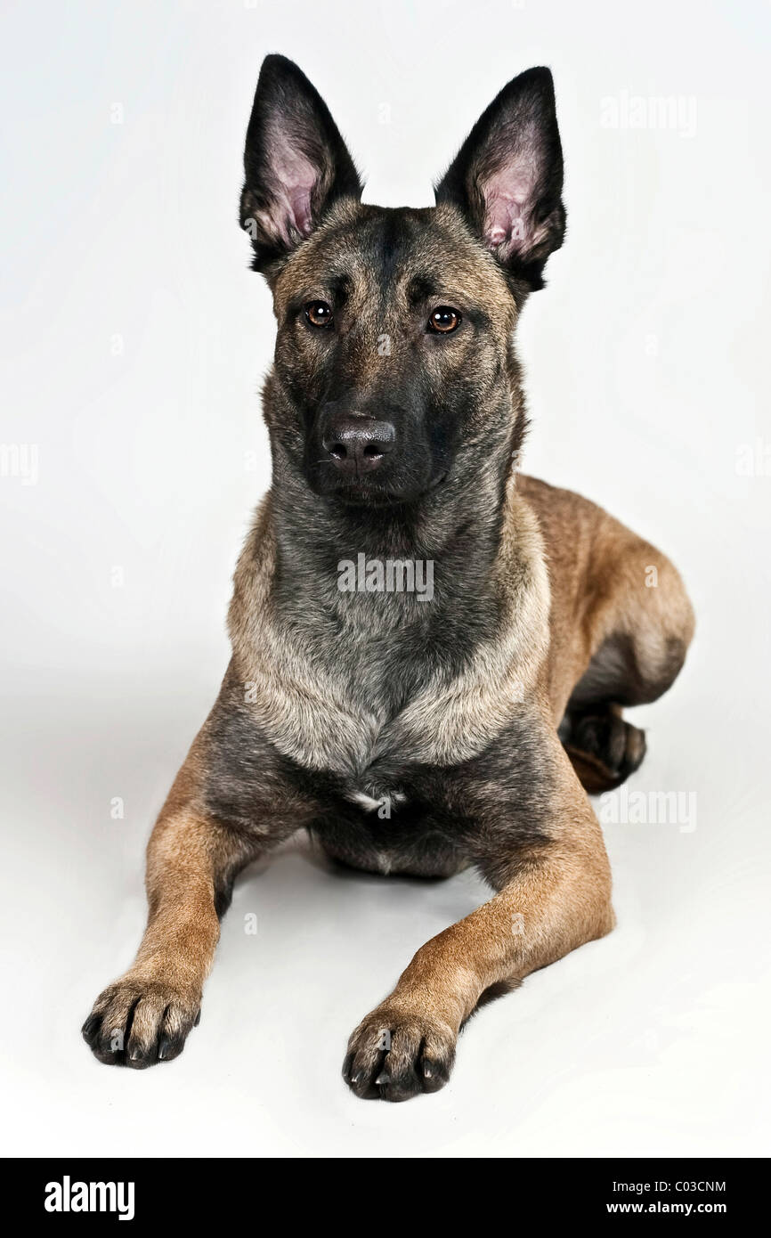 Dutch Shepherd Dog, portrait Stock Photo - Alamy