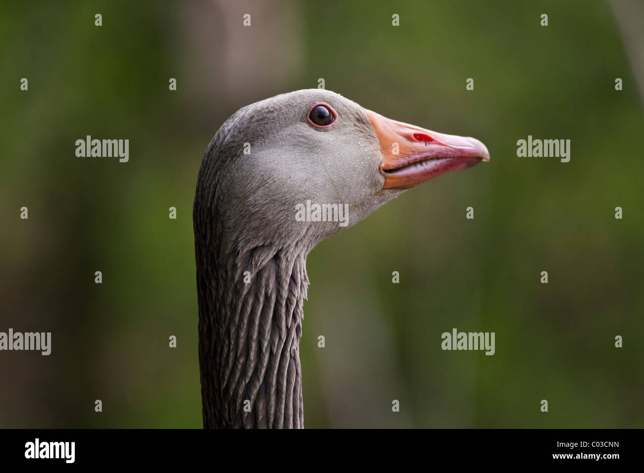 Greylag goose head shot Stock Photo - Alamy