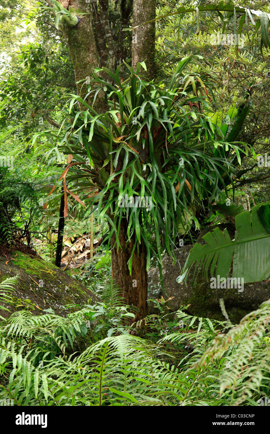 Common Staghorn fern or Elkhorn fern (Platycerium), on tree, Lamington ...