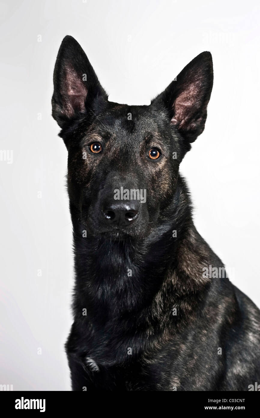 Dutch Shepherd Dog, portrait Stock Photo - Alamy