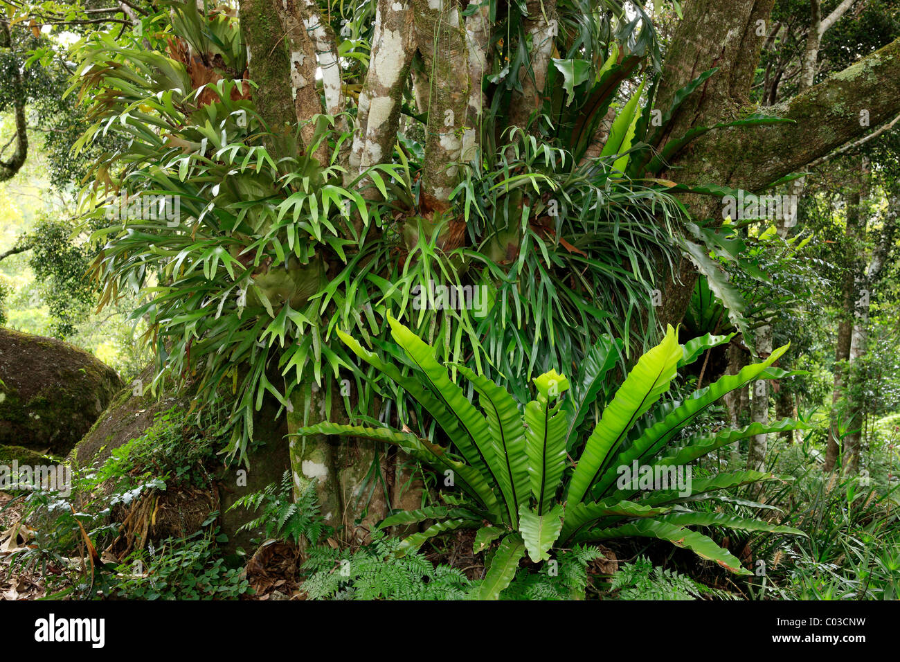 Common Staghorn fern or Elkhorn fern (Platycerium), on tree, Lamington ...