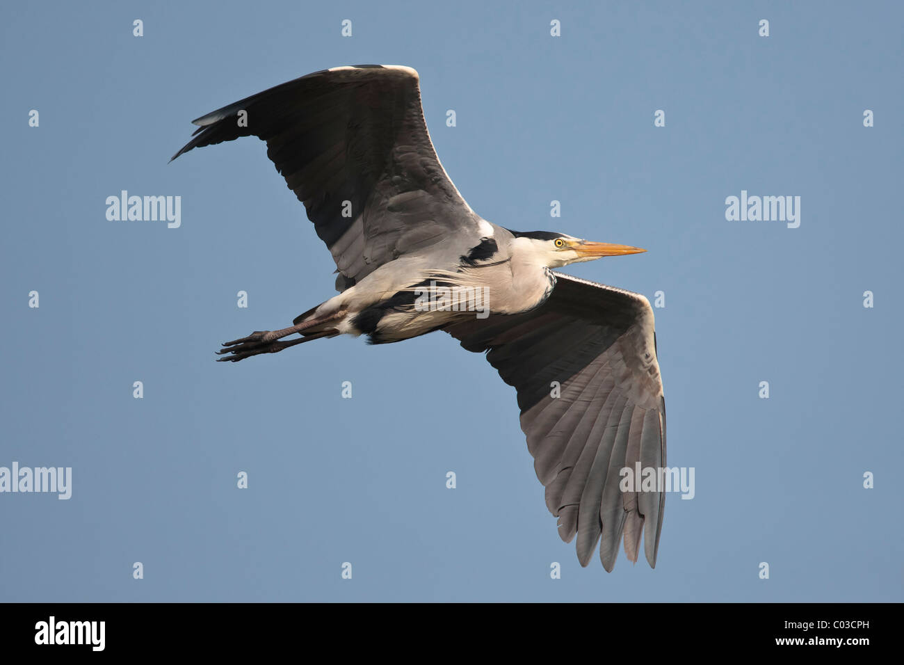 Llochs hi-res stock photography and images - Alamy