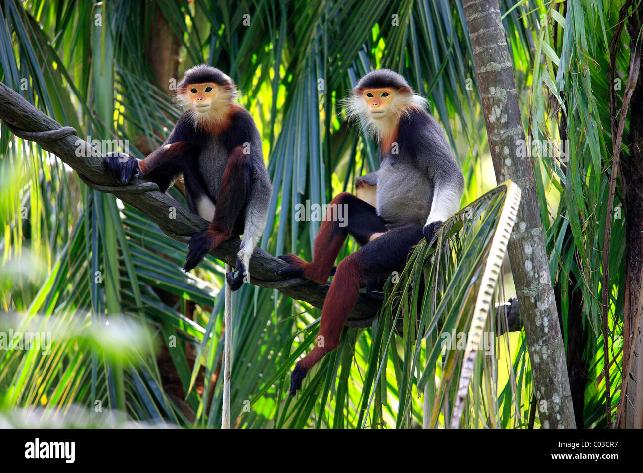 Red-shanked Douc (Pygathrix nemaeus), adult, couple, on tree, Asia ...