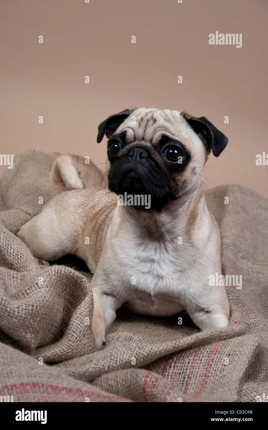 Cream coloured pug hi-res stock photography and images - Alamy