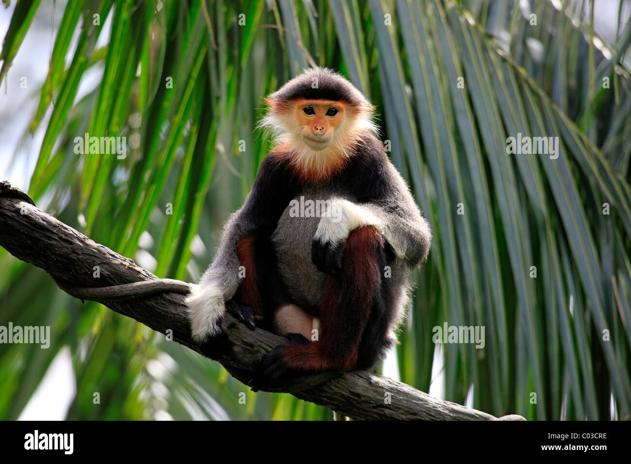 Female primate monkey sit one hi-res stock photography and images - Alamy