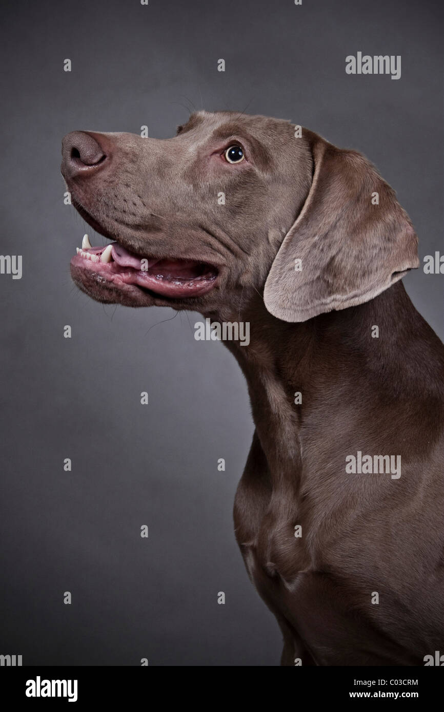 Weimaraner portrait head shot hi-res stock photography and images - Alamy