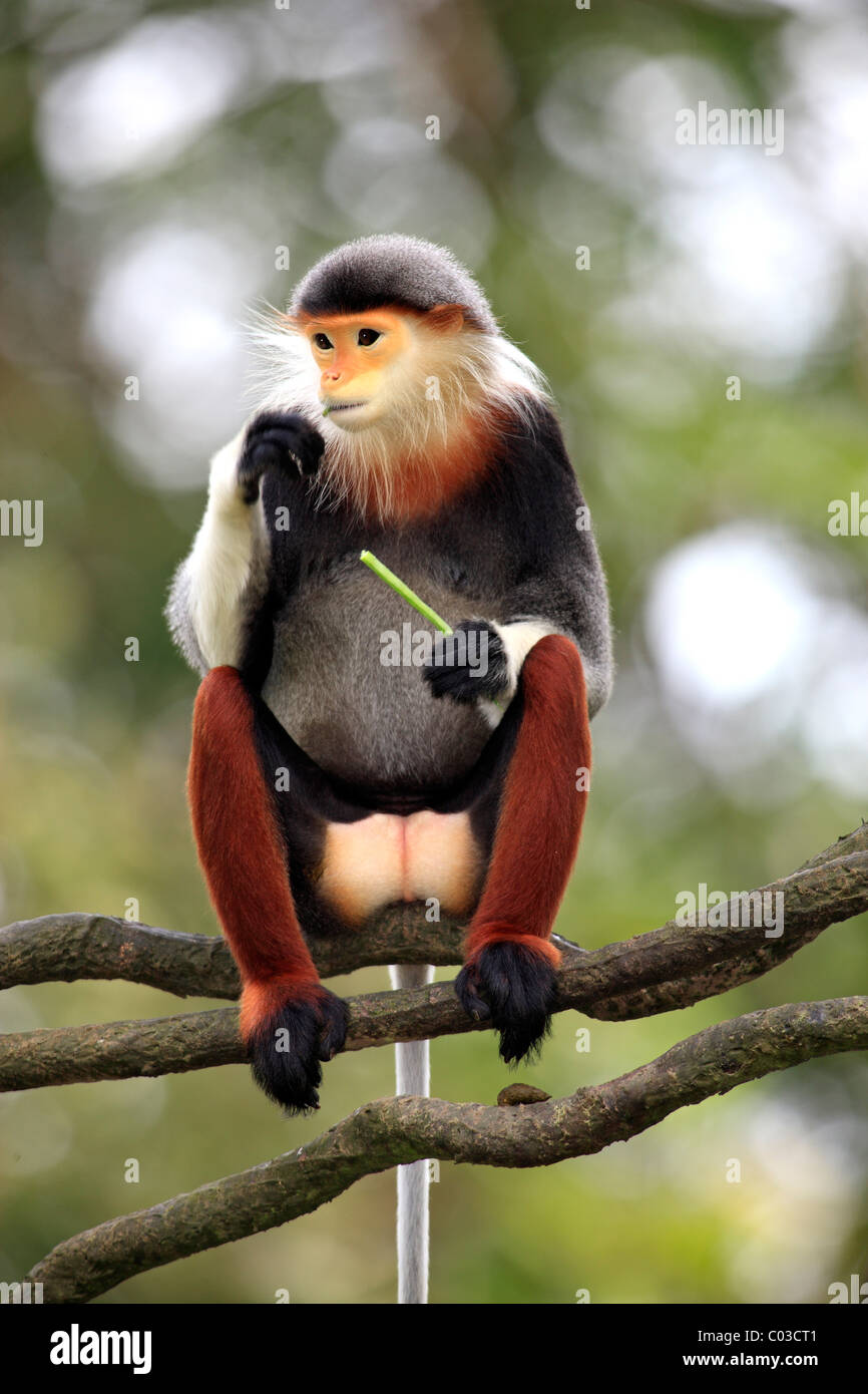 Douc Langur Monkey