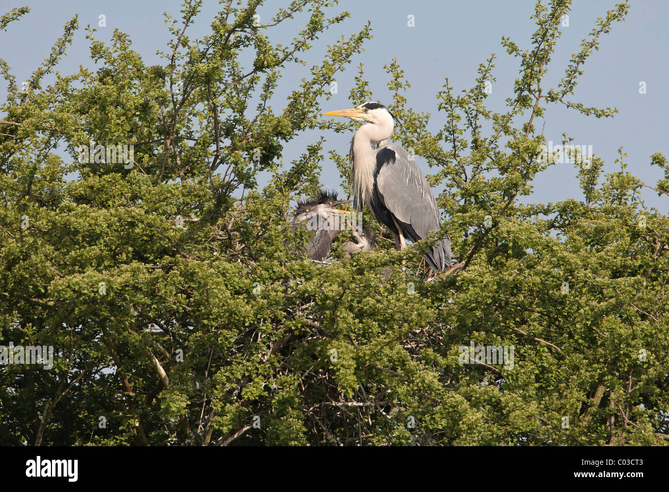 Grey herons in nest hi-res stock photography and images - Alamy