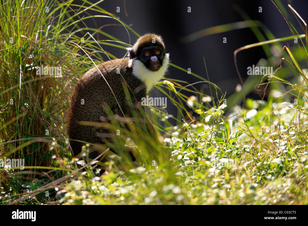 Spot nosed guenons hi-res stock photography and images - Alamy