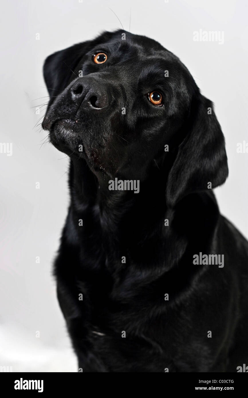 Black labrador retriever cutout hi-res stock photography and images - Alamy