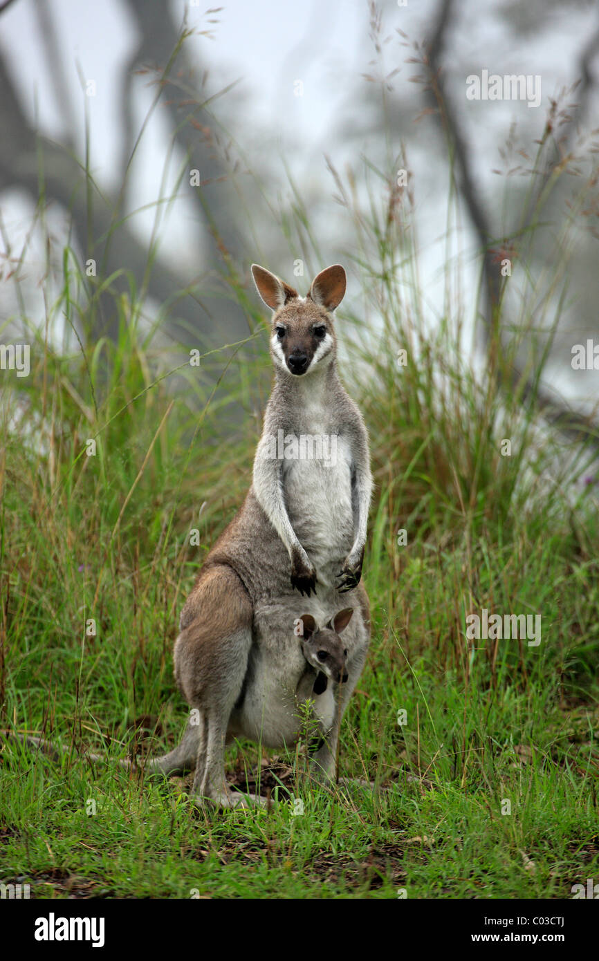 Pretty-faced Wallaby (Macropus parryi), female adult with young in ...