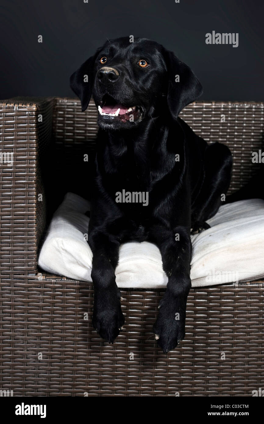 Black Labrador Retriever lying on a wicker chair Stock Photo - Alamy