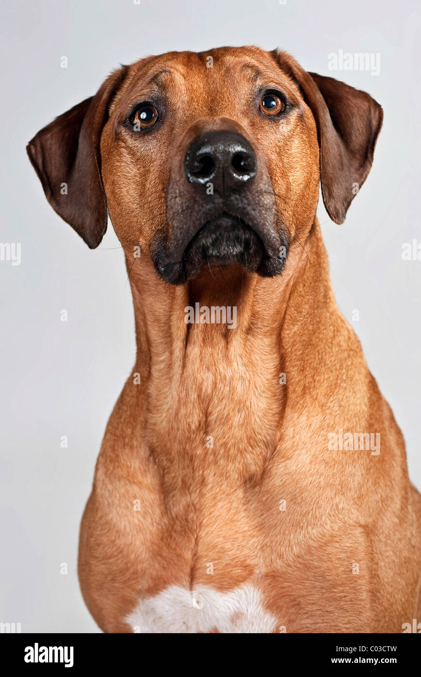 Ridgeback portrait hi-res stock photography and images - Alamy