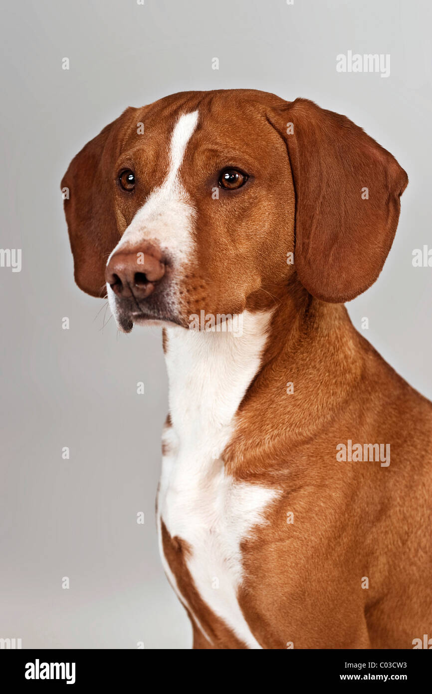 Posavaz Hound, portrait Stock Photo - Alamy