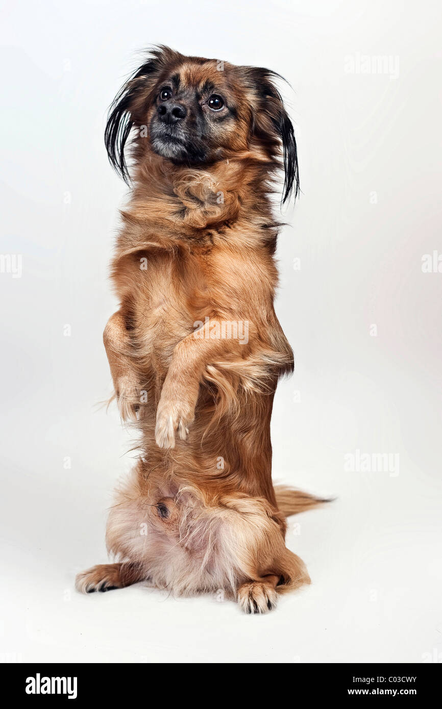 Mongrel sitting up Stock Photo - Alamy