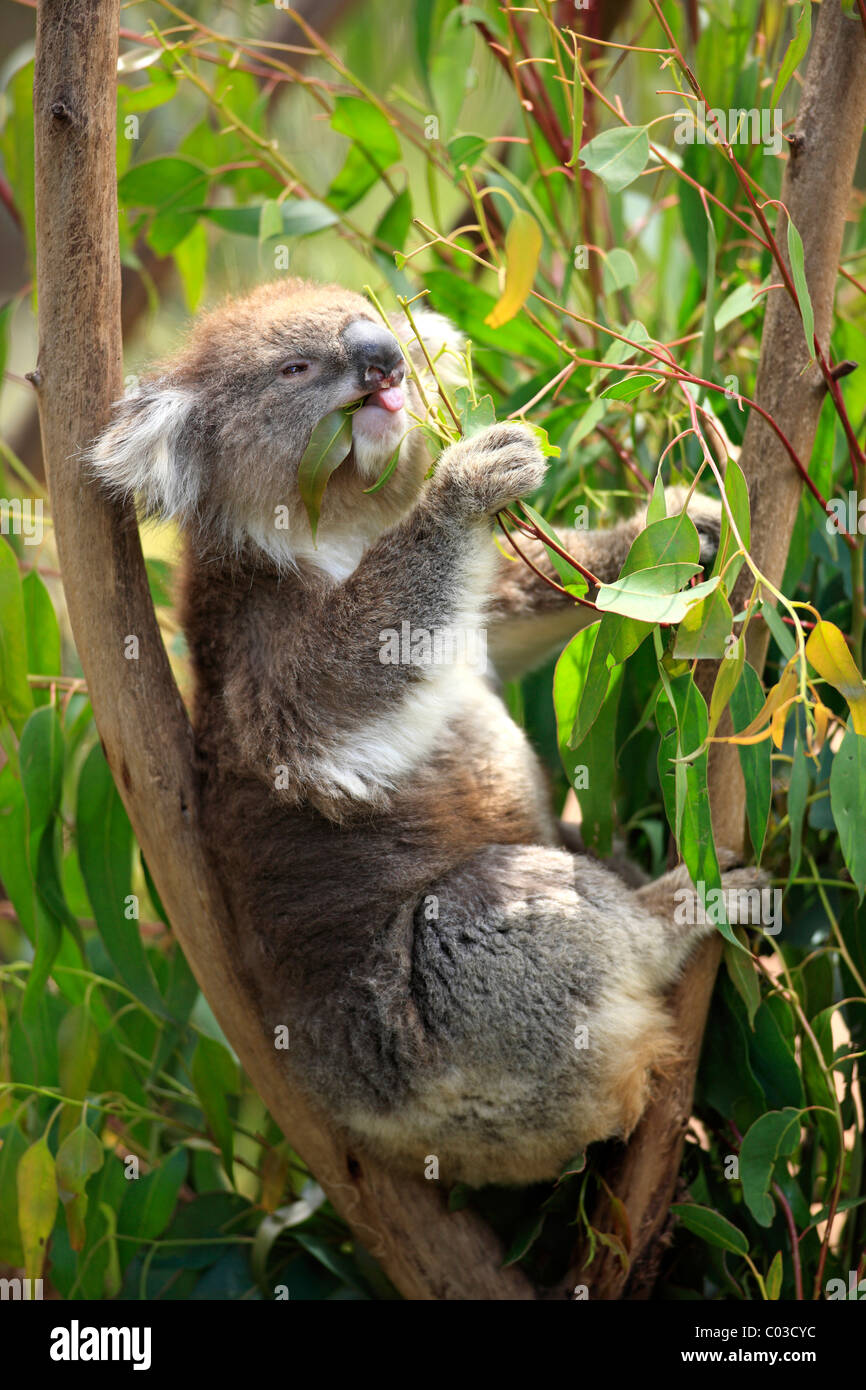 Koala (Phascolarctos cinereus), adult in tree feeding on Eucalyptus ...