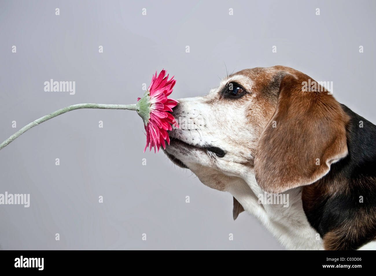 Animal Smelling Sniffing Flowers High Resolution Stock Photography and ...
