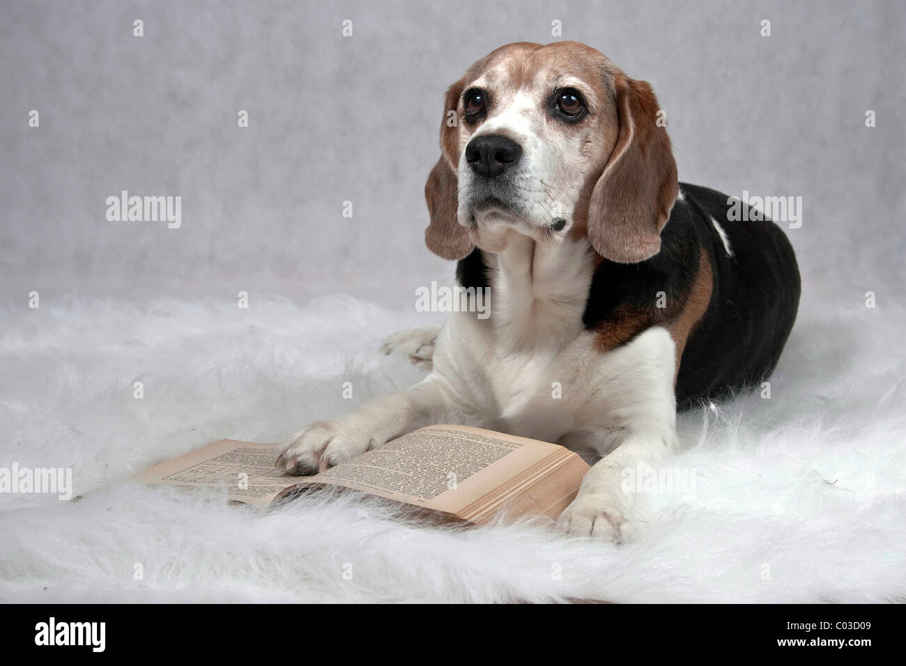 Black dog reading a book hi-res stock photography and images - Alamy