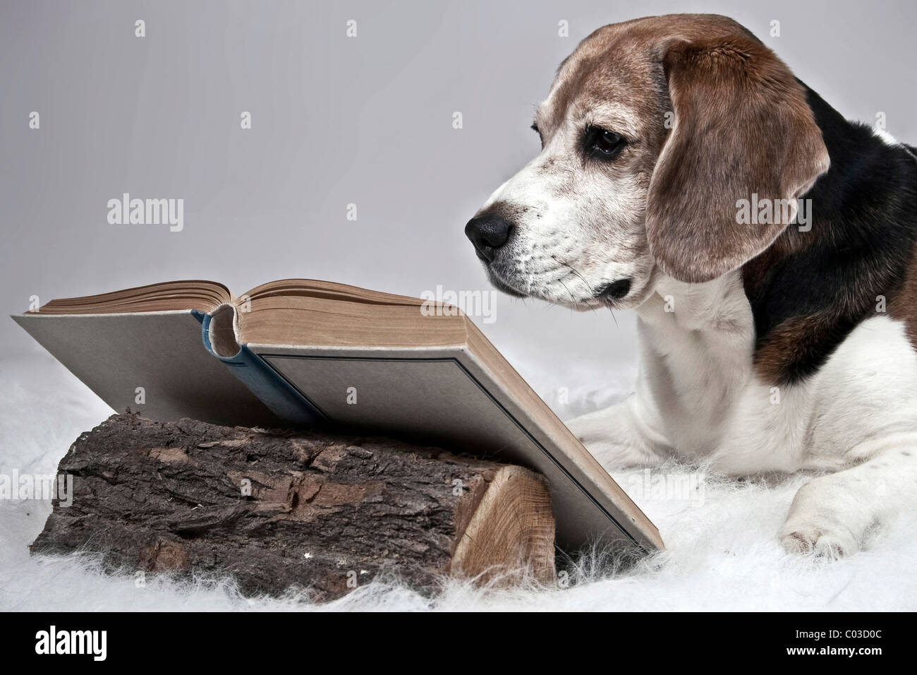 Beagle reading a book Stock Photo - Alamy