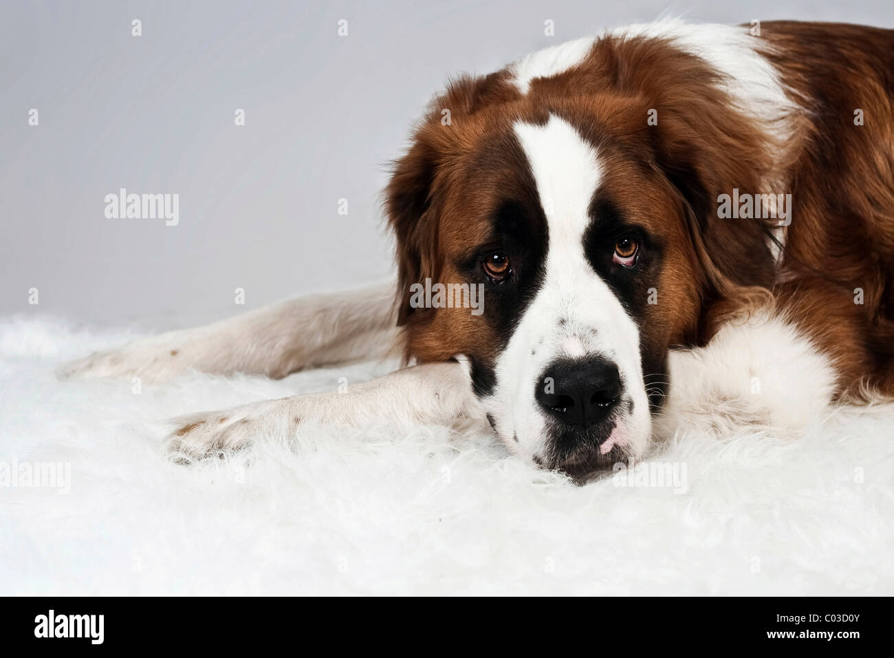St. Bernard dog putting its head on the paws Stock Photo - Alamy